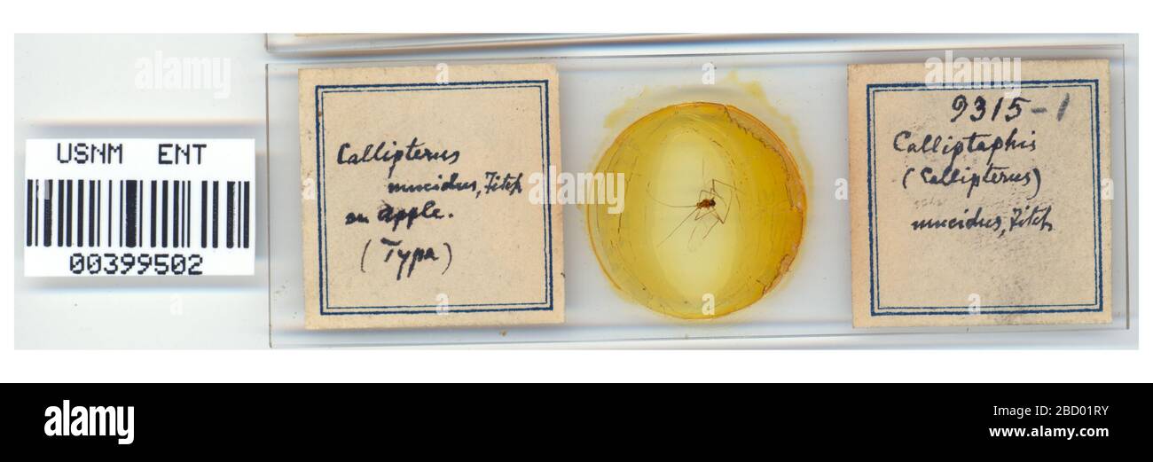 Callipterus mucidus. 7 Oct 20151 Callipterus mucidus Stock Photo - Alamy