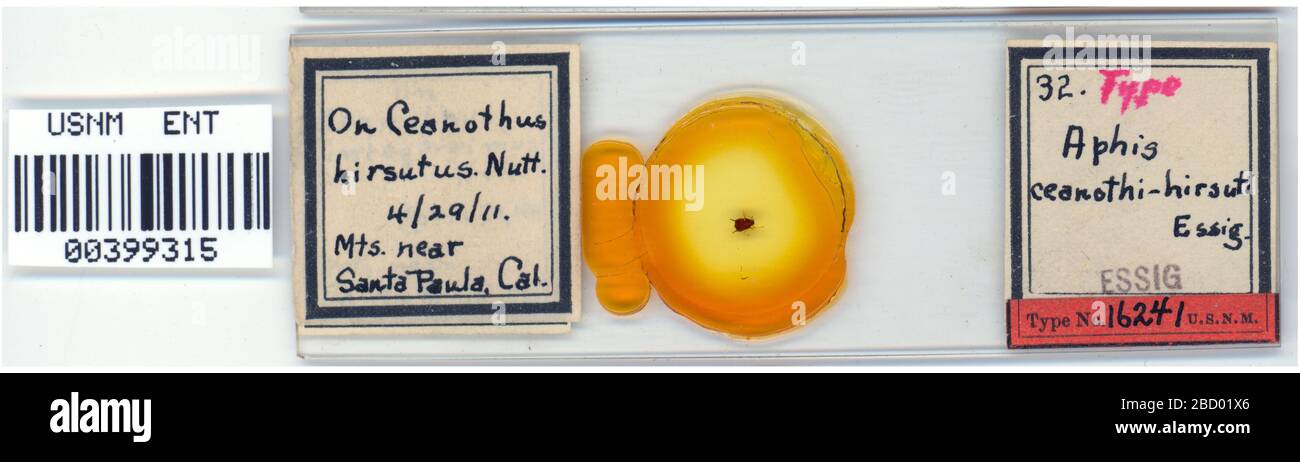 Aphis species hi-res stock photography and images - Alamy