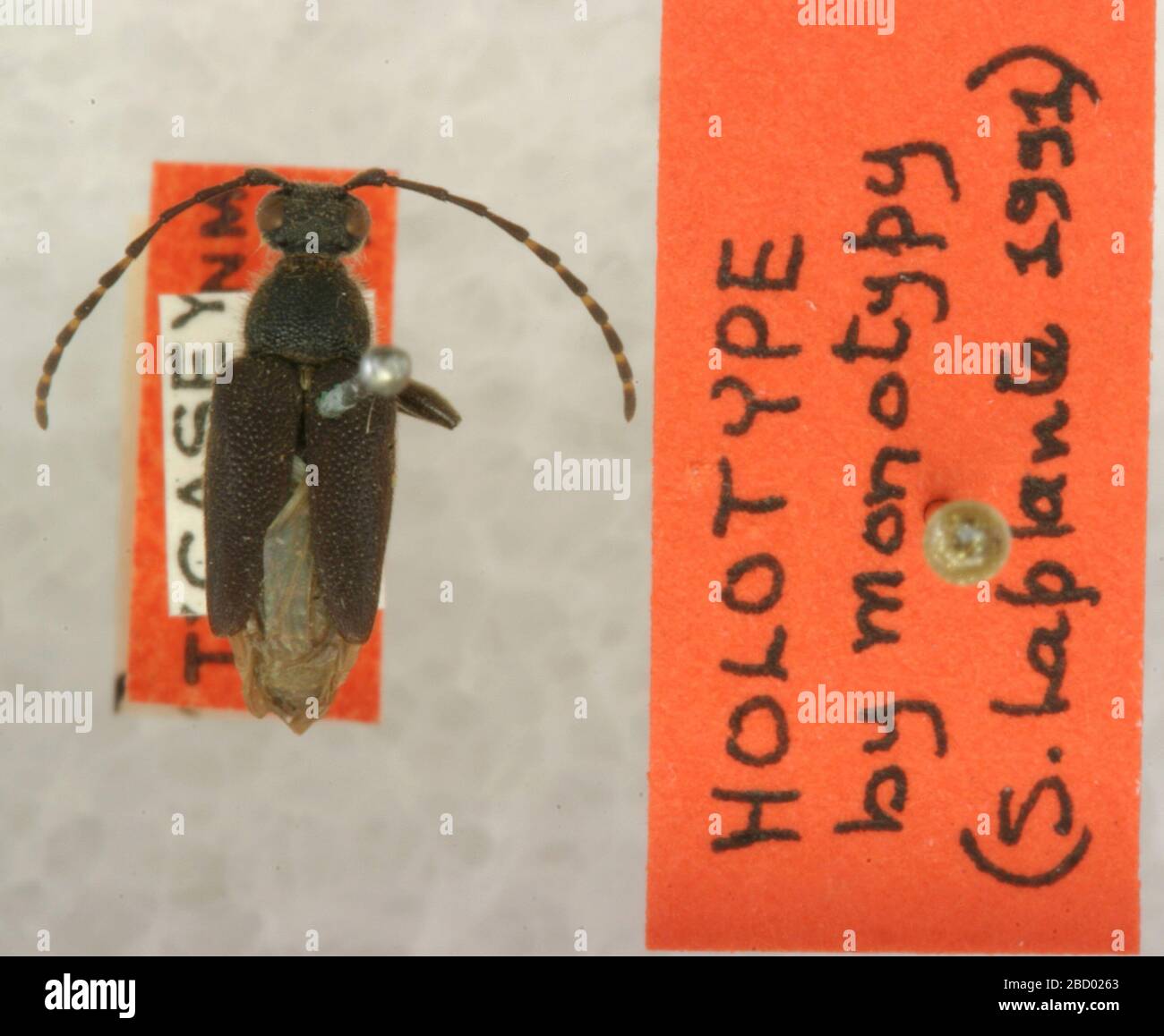 Tetrica hi-res stock photography and images - Alamy