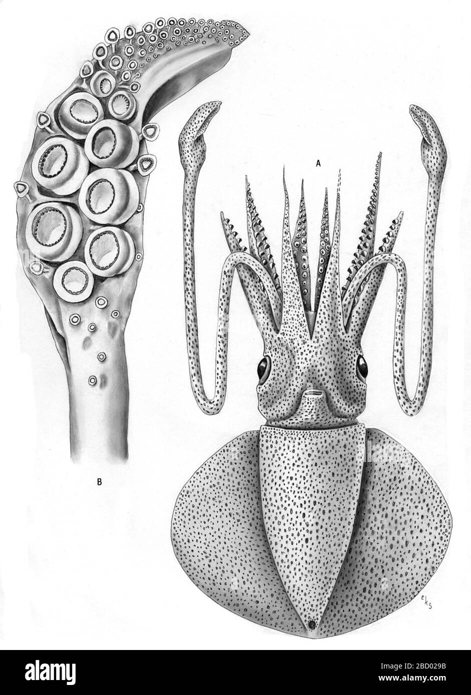 Sea life classification Black and White Stock Photos & Images - Alamy