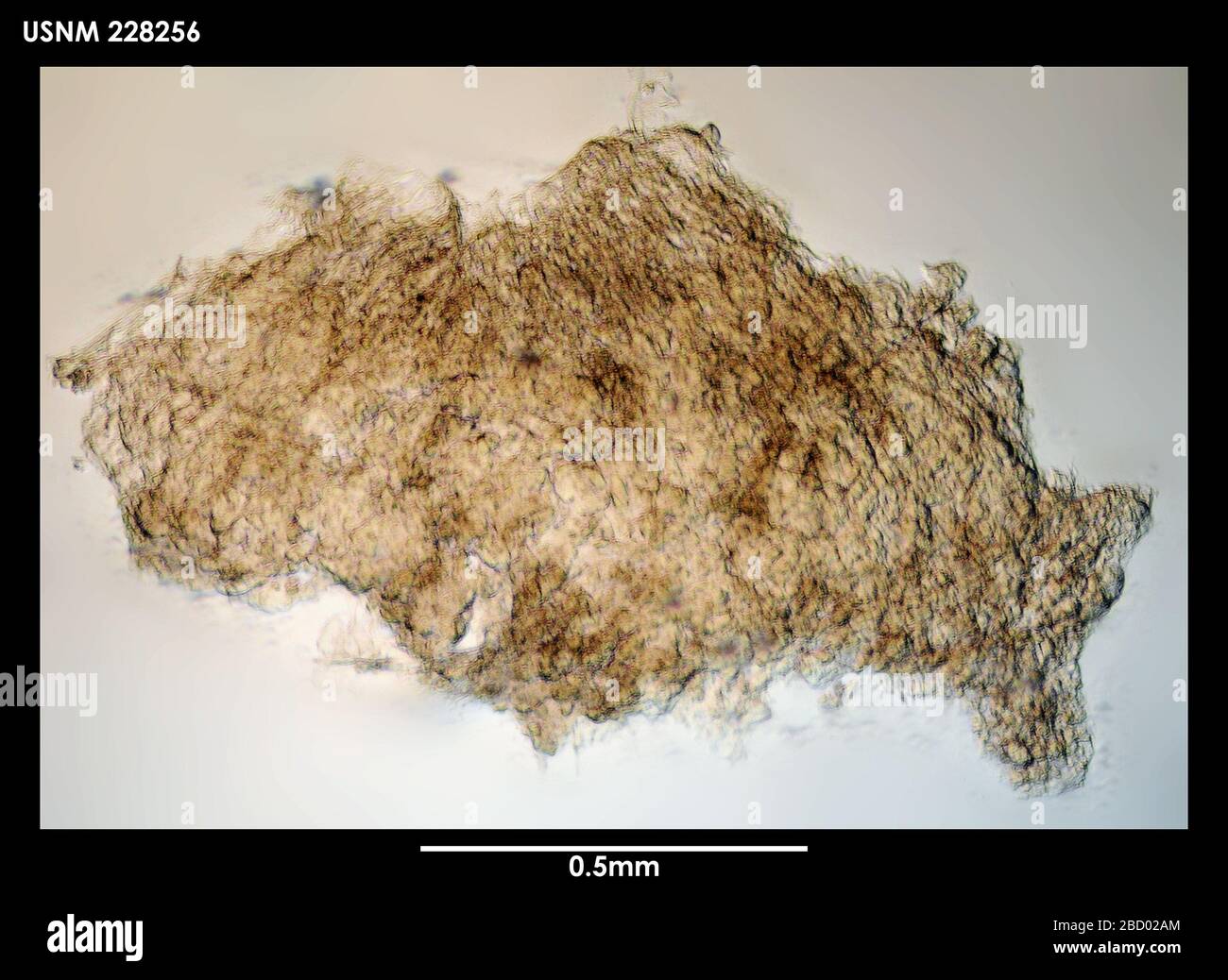 Dendrogaster usarporum. 15 Jun 201839-11 Dendrogaster usarporum Stock ...