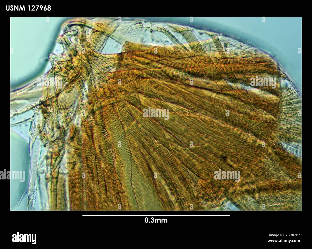 Vargula hi-res stock photography and images - Alamy