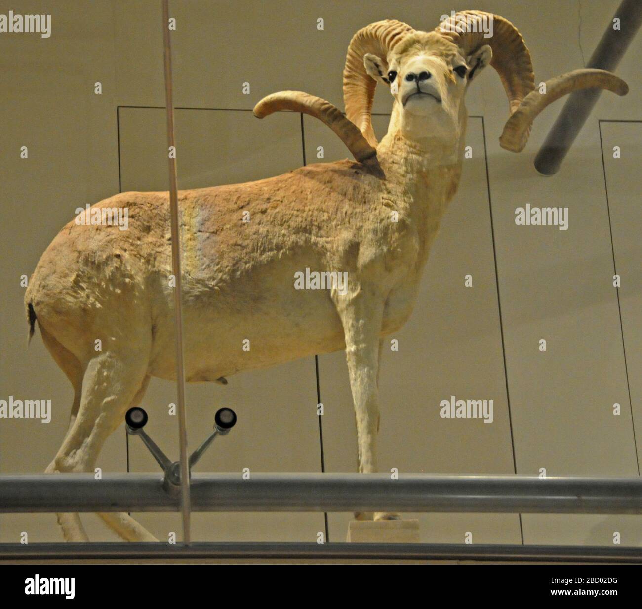 Ovis ammon polii. 5 Nov 20151 Ovis ammon polii Stock Photo - Alamy