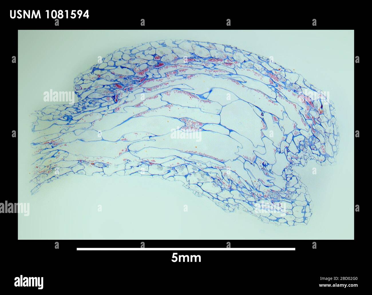 Alcyonidium scolecoideum. 16 Oct 20144031 Alcyonidium scolecoideum ...