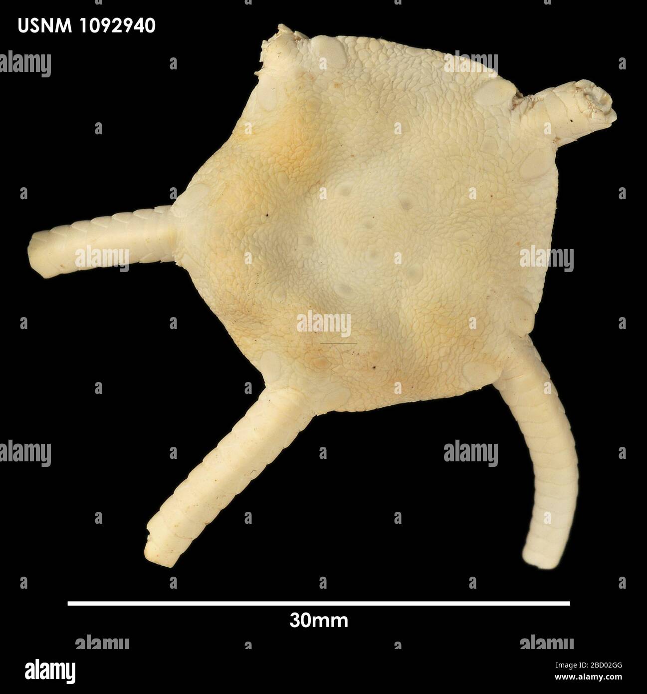 Ophiura ophiura hi-res stock photography and images - Alamy