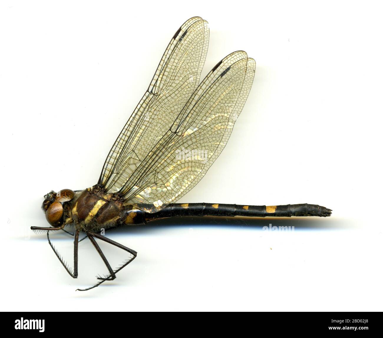Macromia hi-res stock photography and images - Alamy