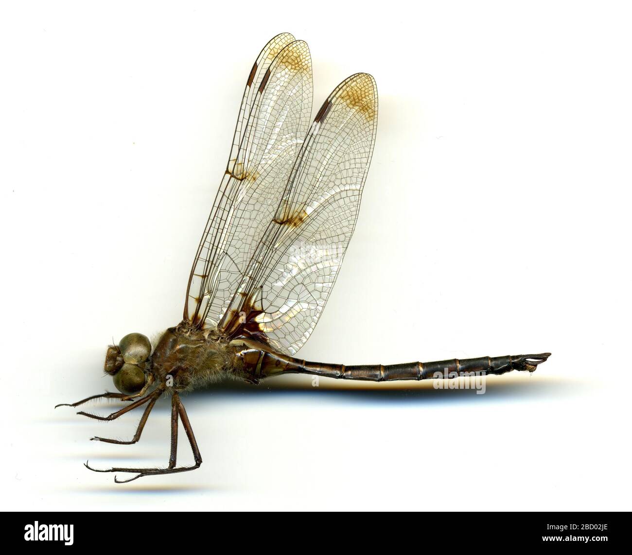 Epitheca princeps hi-res stock photography and images - Alamy