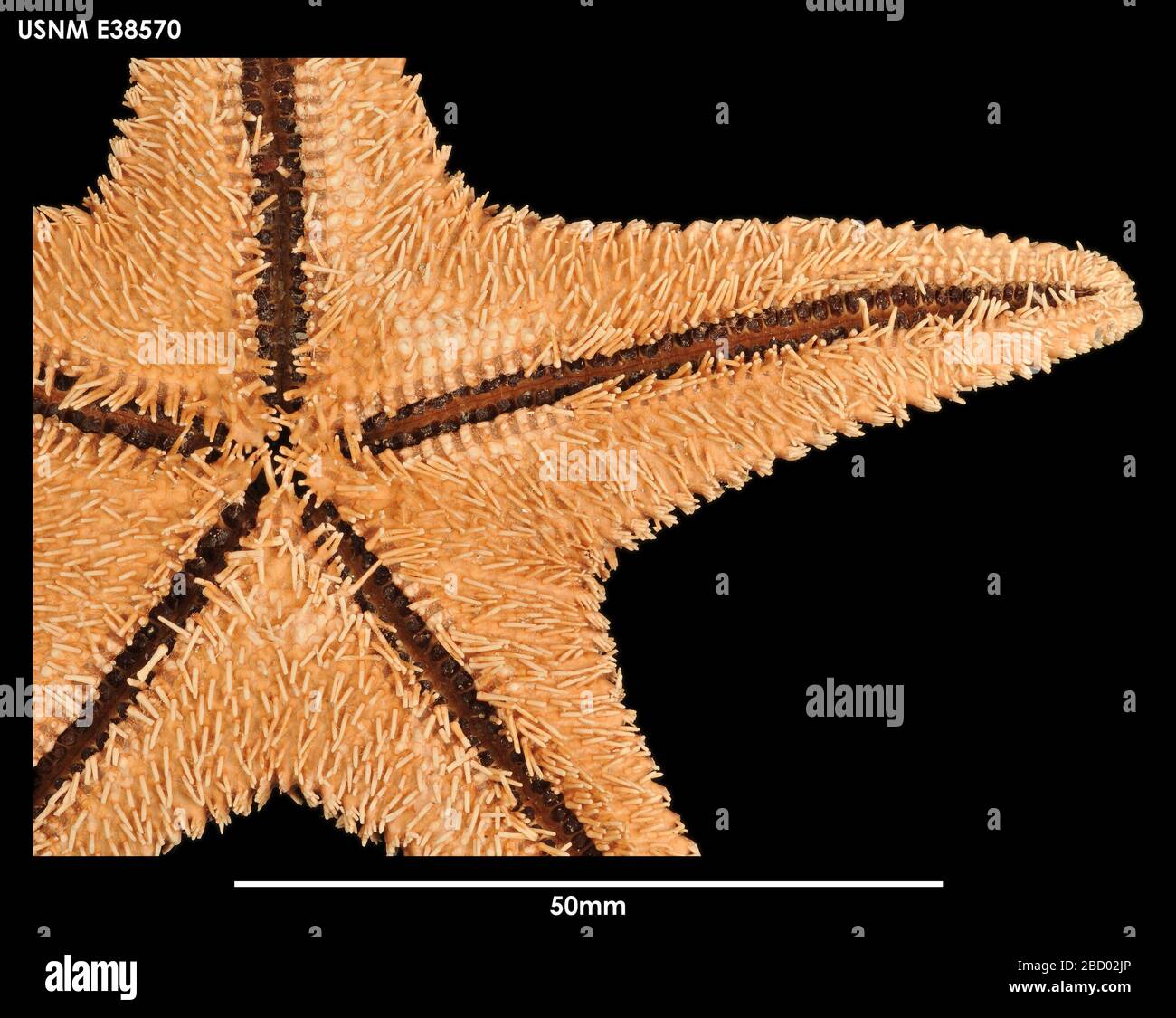 Falklandica hi-res stock photography and images - Alamy