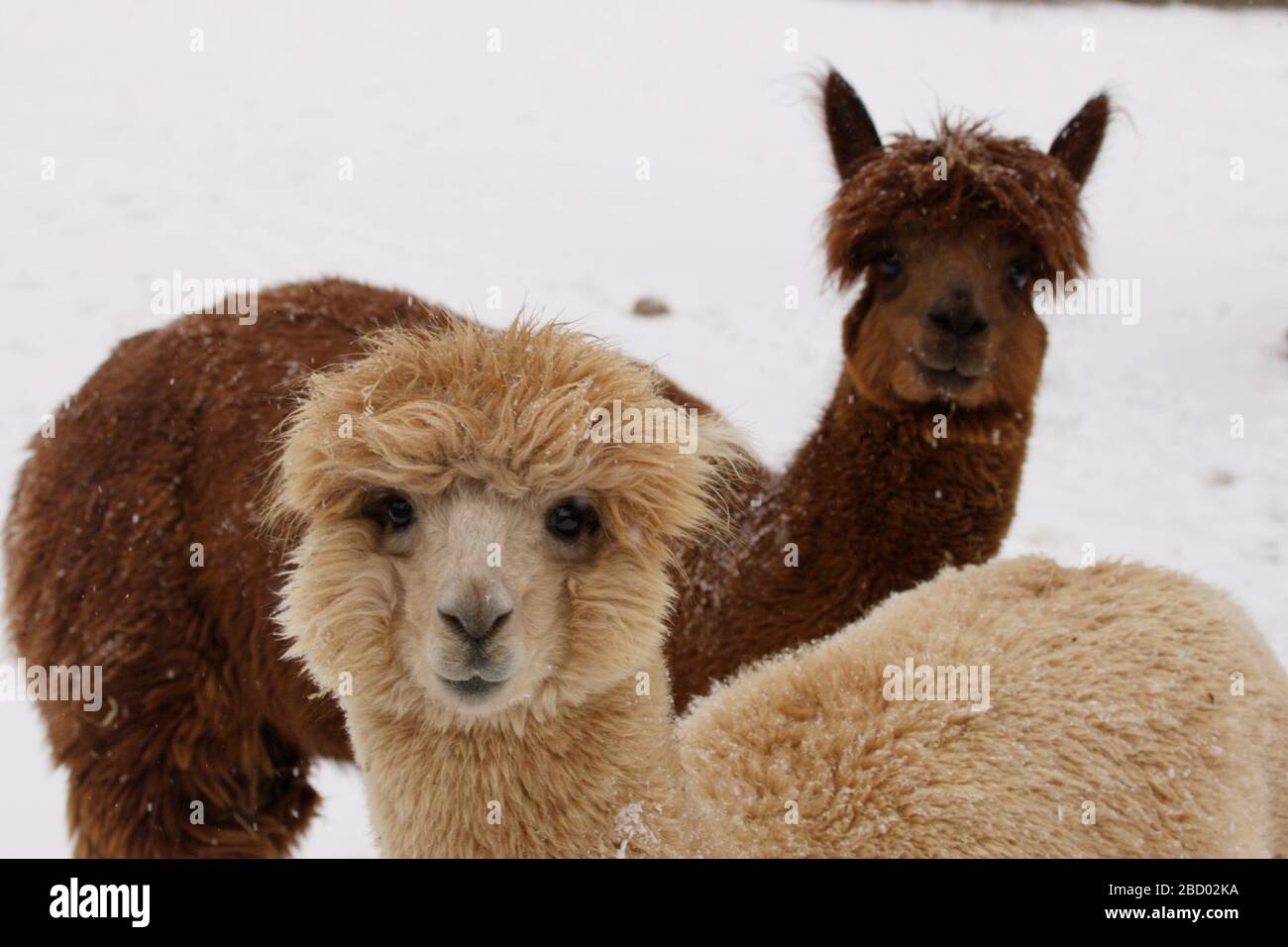 Alpaca. Orion,Ziggy,snow,Species: pacos,Genus: Lama,Family: Camelidae ...