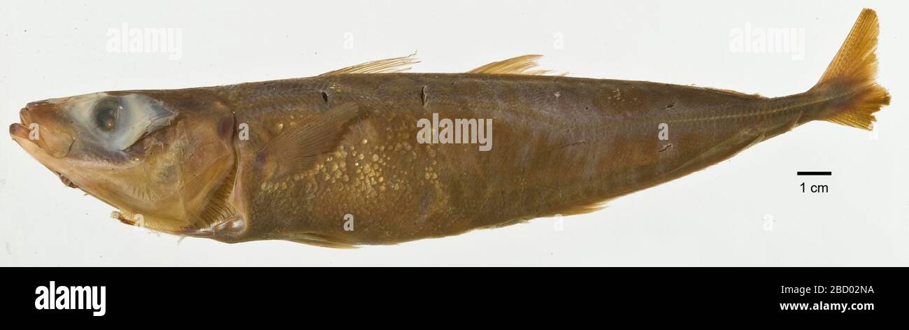 Decapterus hi-res stock photography and images - Alamy