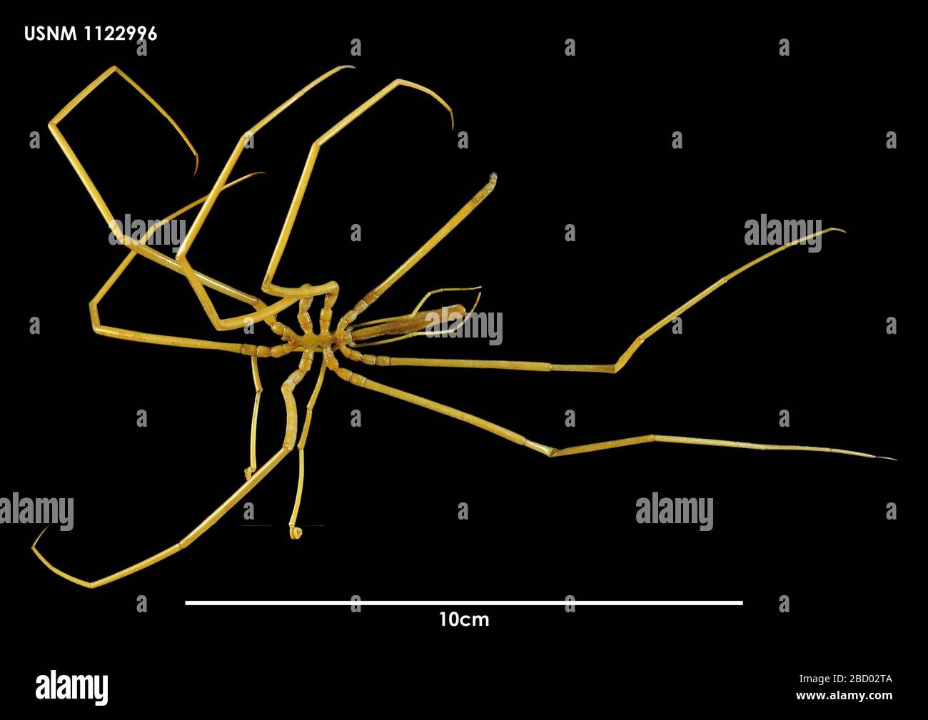 Megalonyx hi-res stock photography and images - Alamy