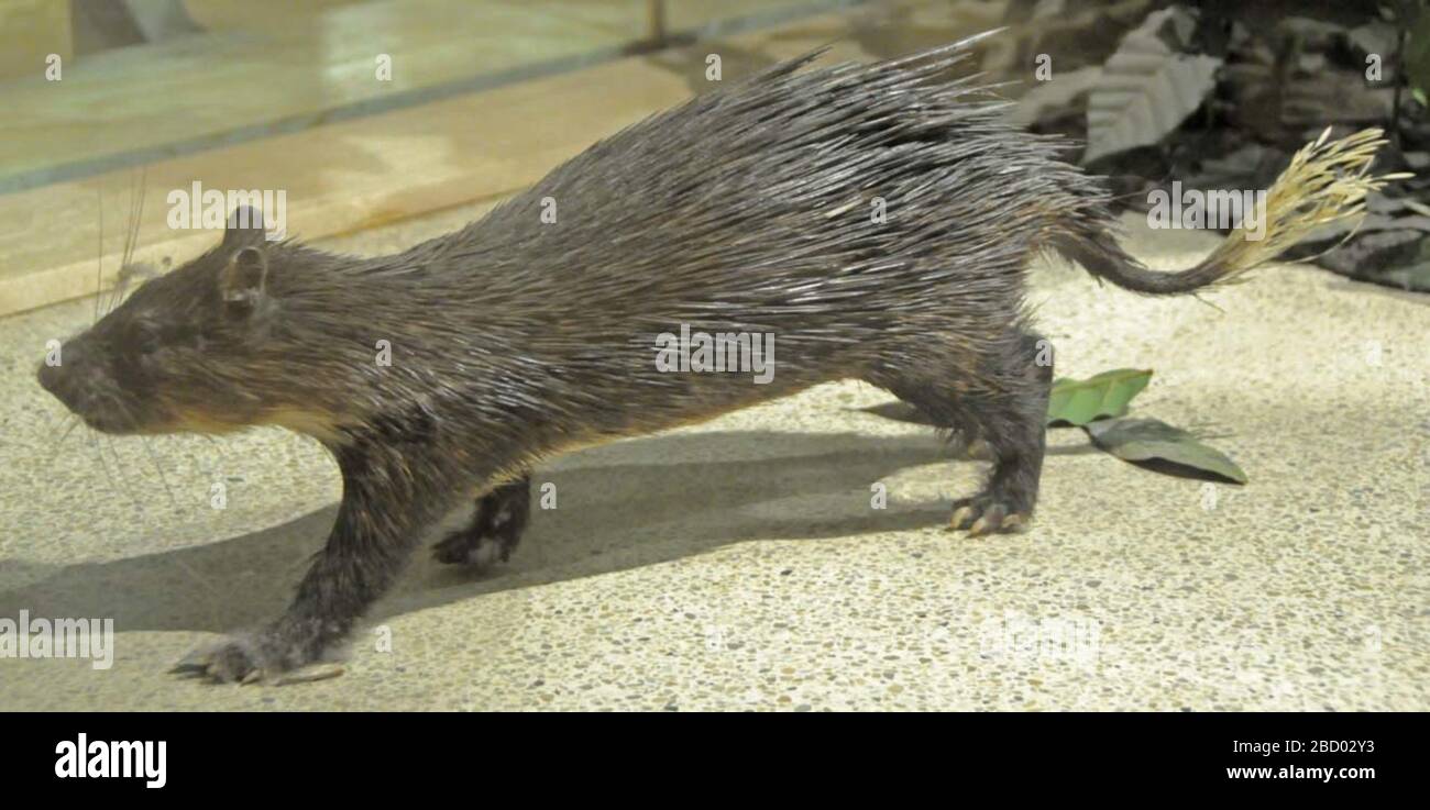 Atherurus africanus. 19 Aug 20141 Atherurus africanus Stock Photo - Alamy