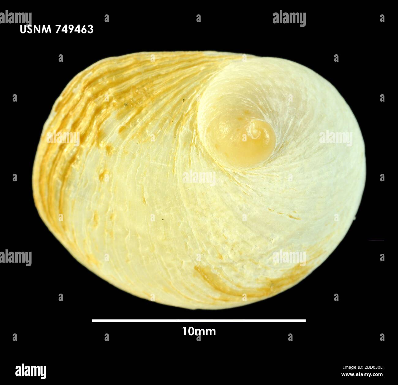 Monoxyla hi-res stock photography and images - Alamy