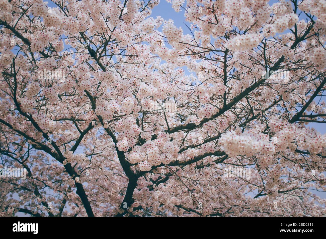 cherry blossom tree in spring season Stock Photo - Alamy