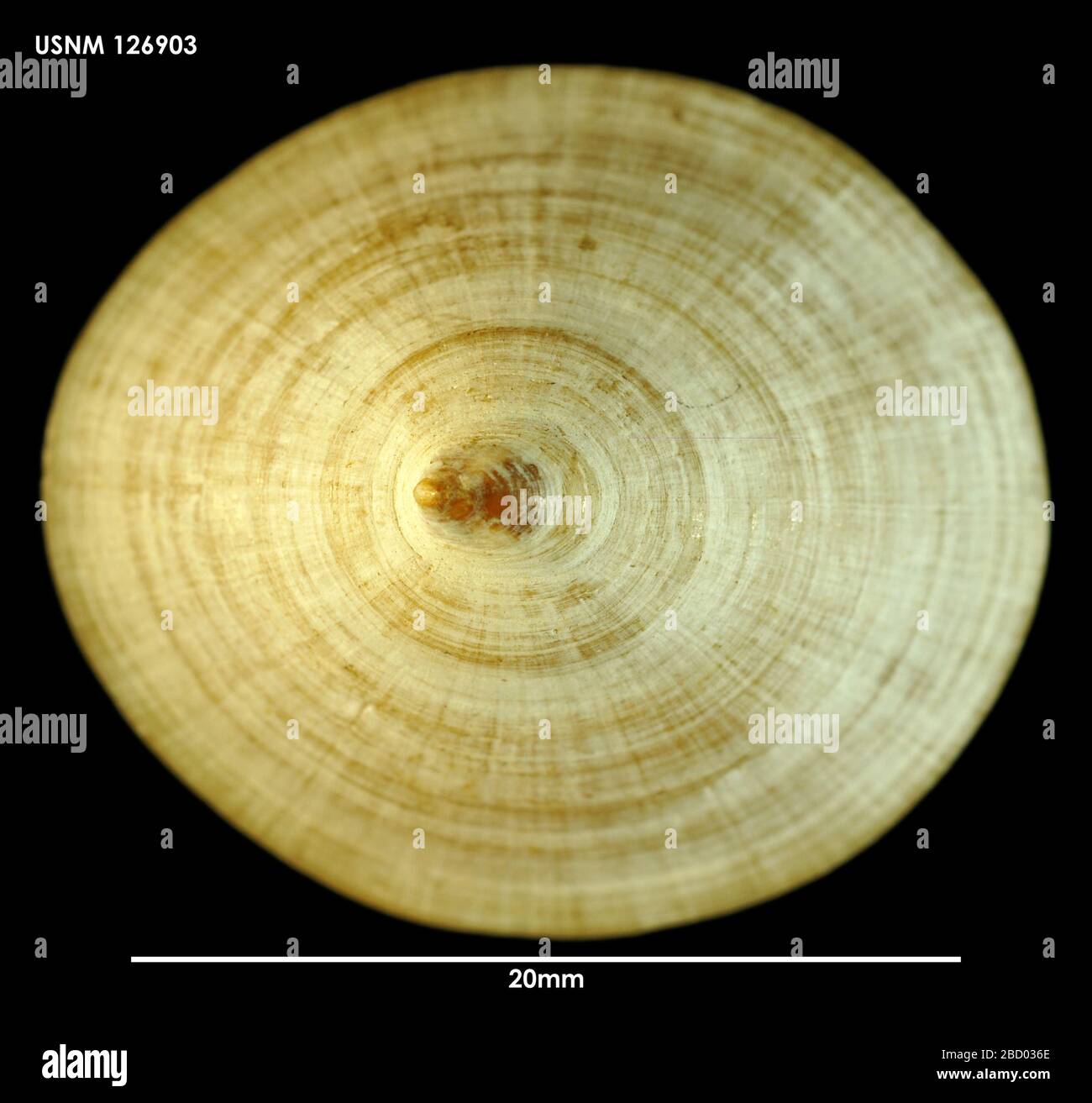 Scurra hi-res stock photography and images - Alamy