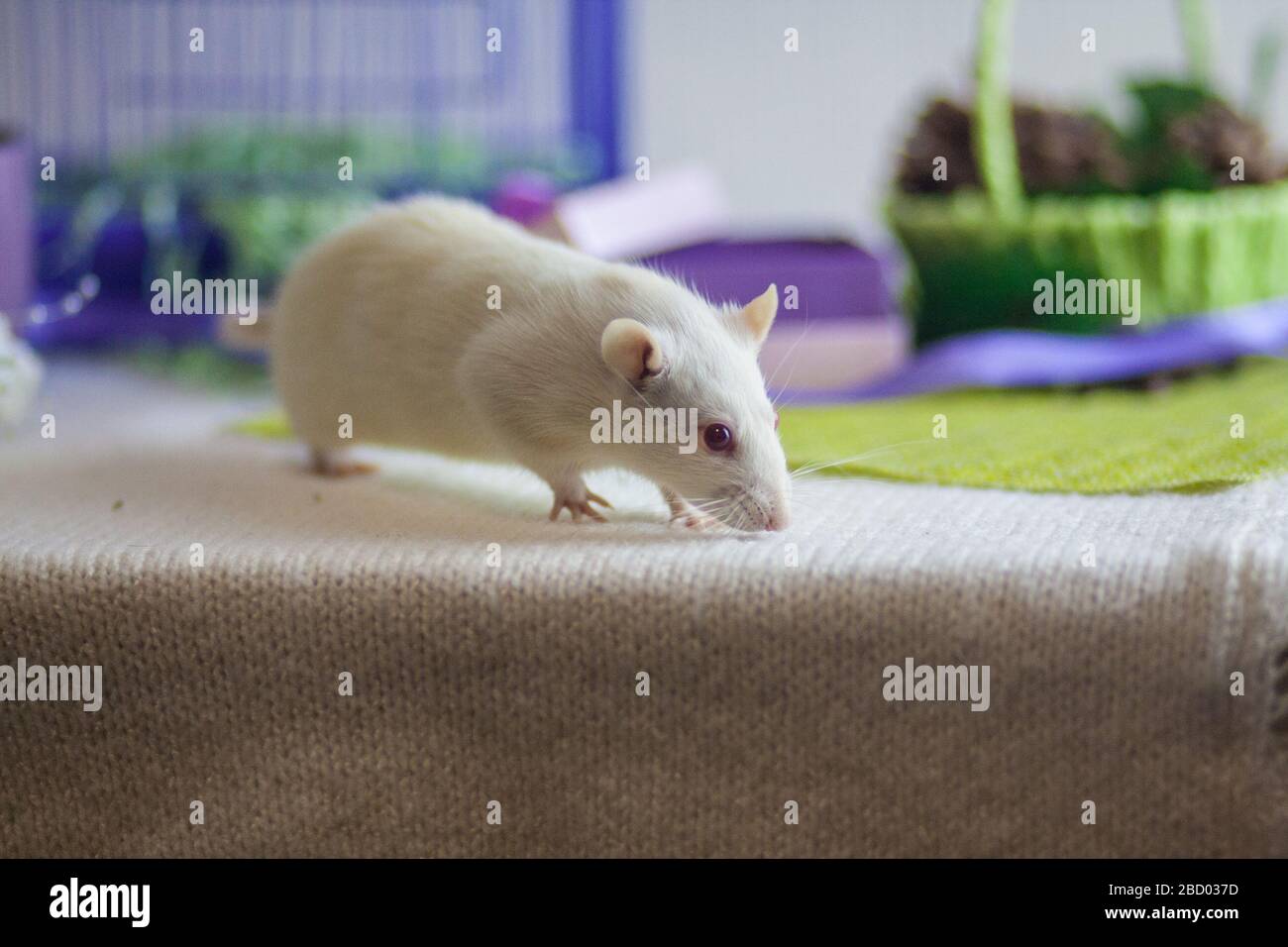 Crazy favorite laboratory hi-res stock photography and images - Alamy