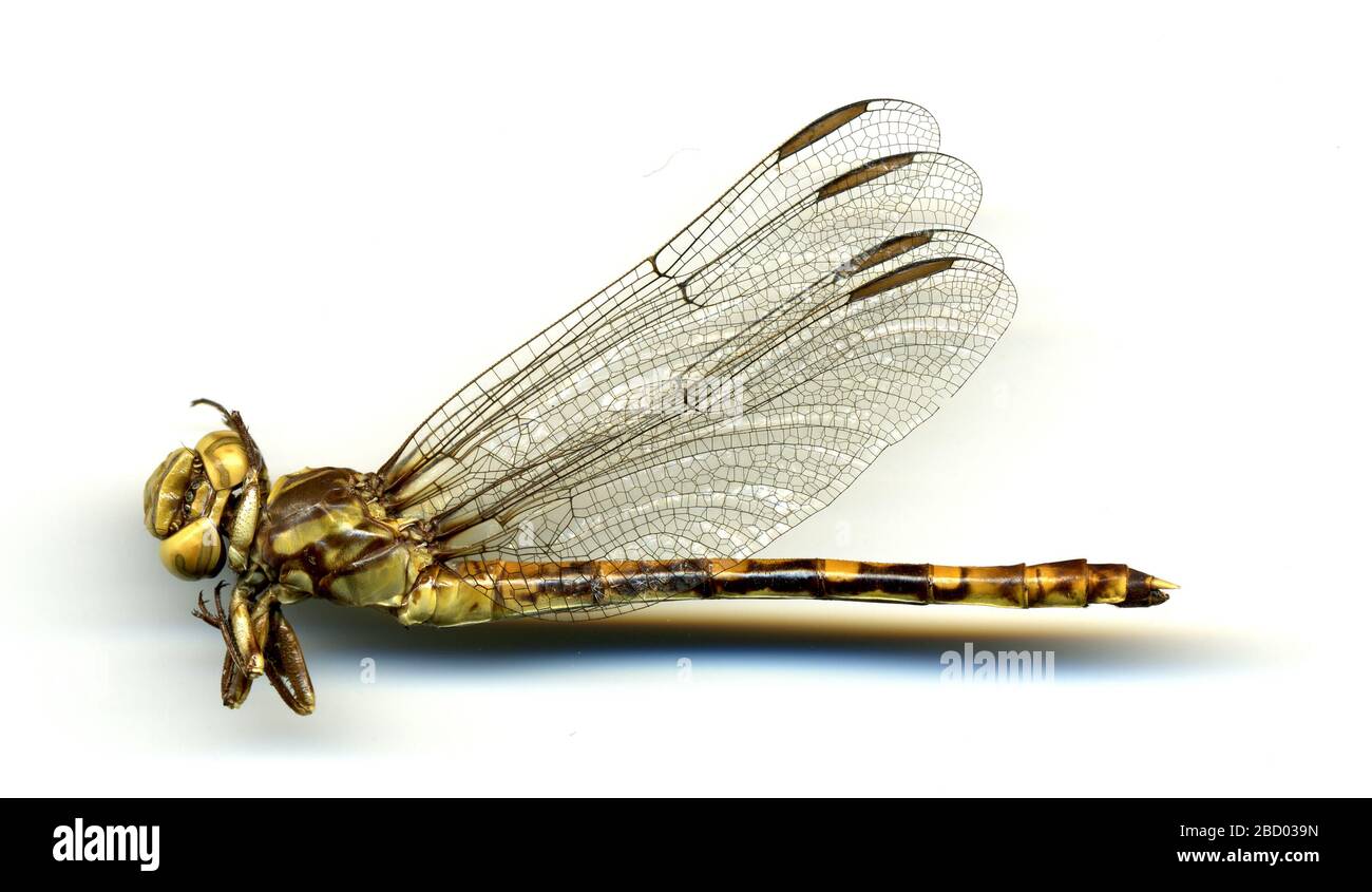 Variety of insect Cut Out Stock Images & Pictures - Alamy