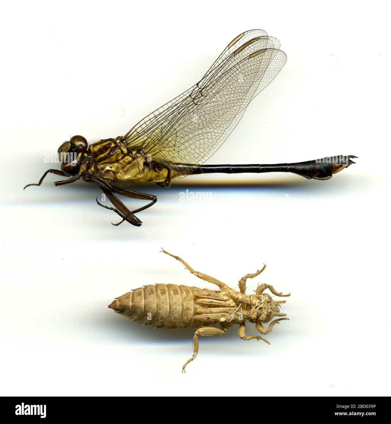 Gomphus Gomphus vastus. 19 May 20161 Gomphus Gomphus vastus Stock Photo ...