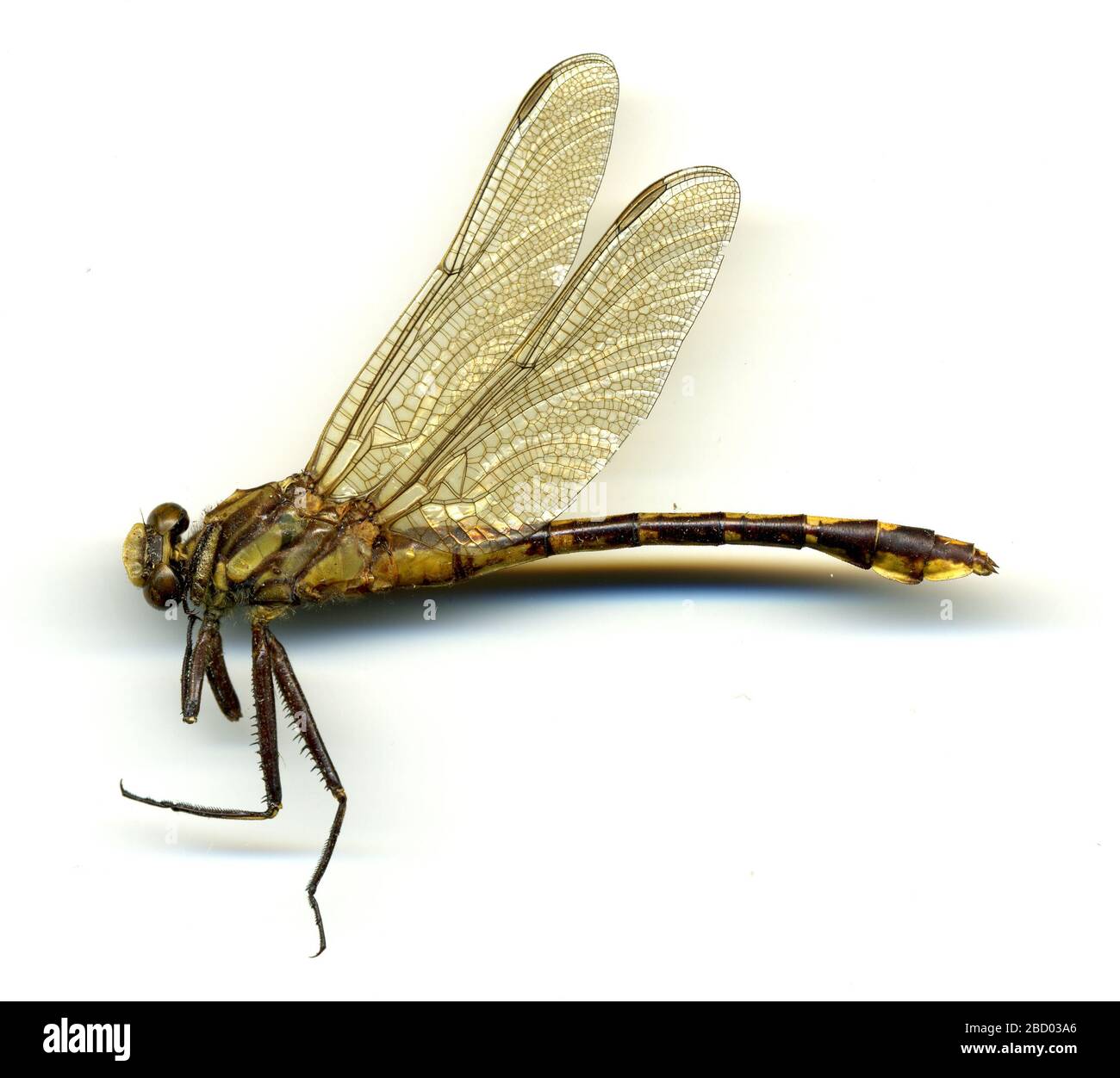 Gomphus externus. 19 May 20161 Gomphus externus Stock Photo - Alamy