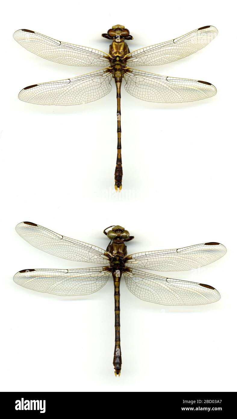 Progomphus obscurus Cut Out Stock Images & Pictures - Alamy