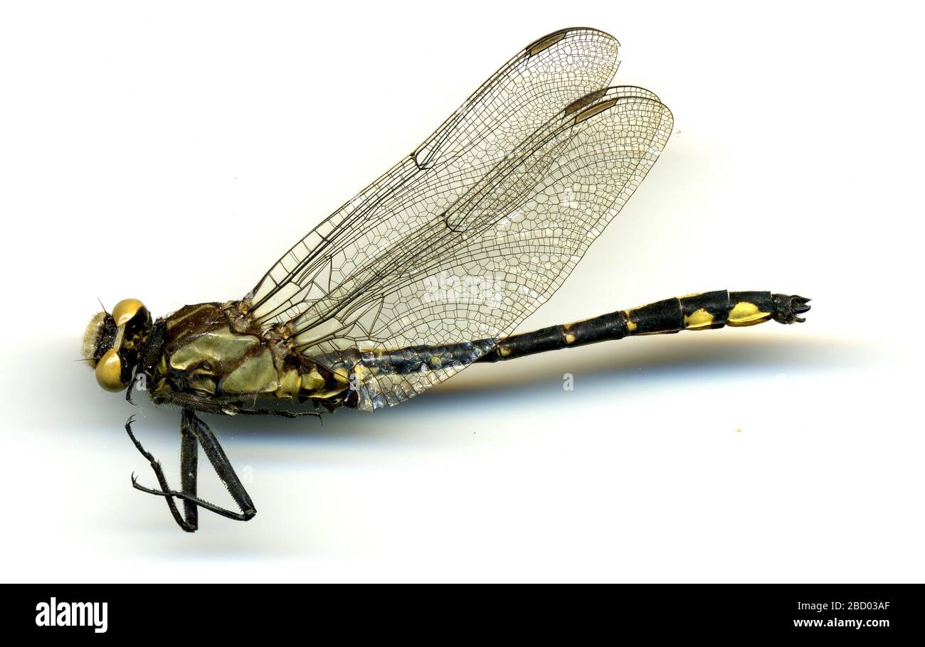 Gomphus kurilis hi-res stock photography and images - Alamy