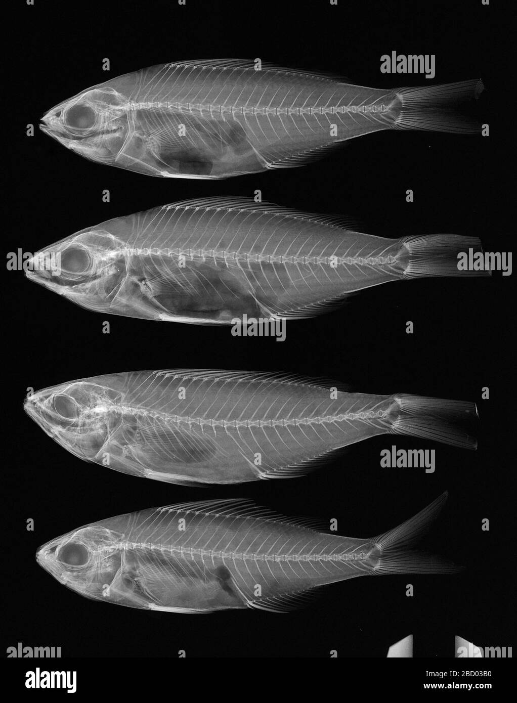Azurina eupalama. 25 Aug 20144 Azurina eupalama Stock Photo - Alamy