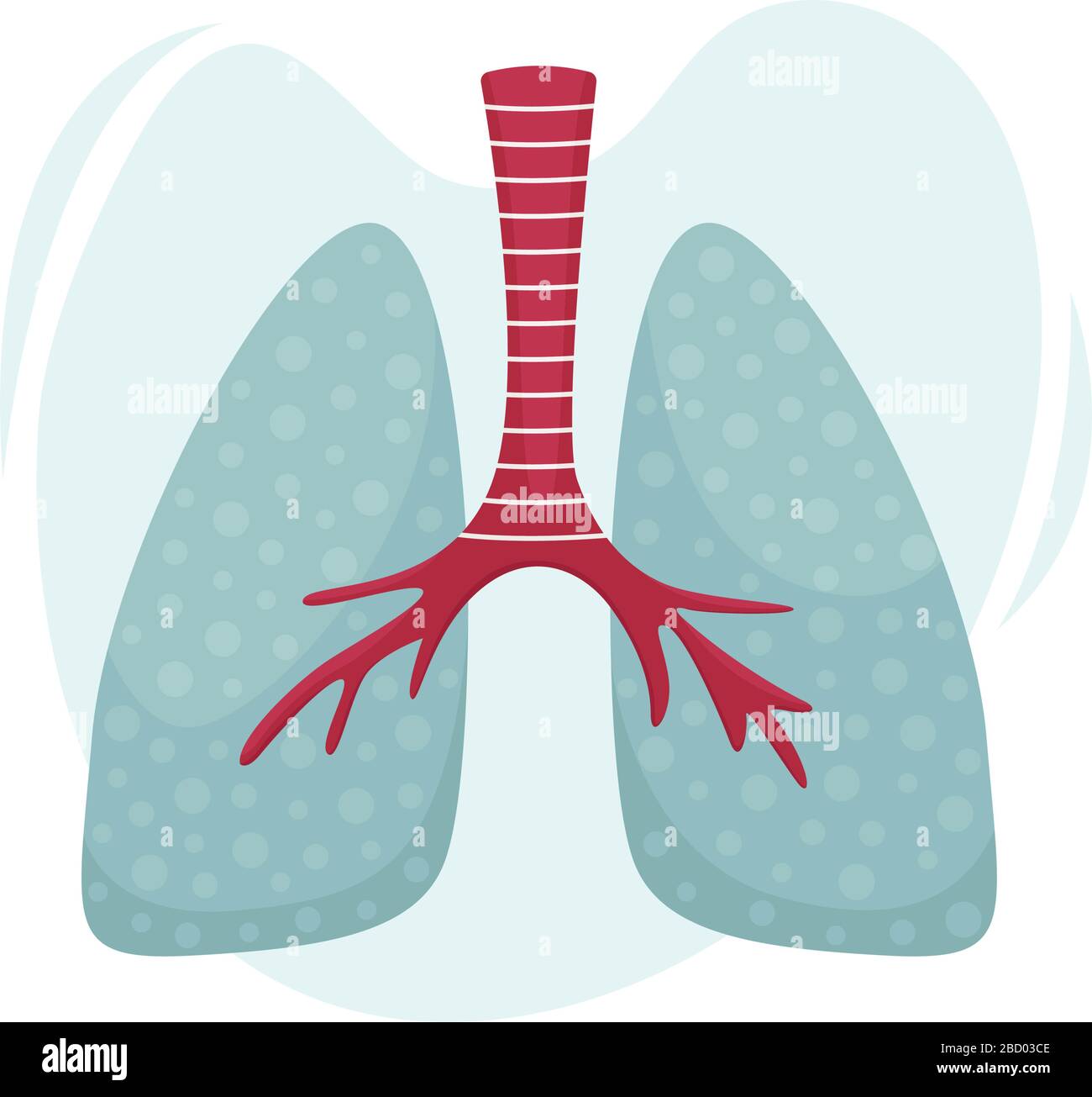 Vector flat illustration of human lungs. Medical illustration Stock ...