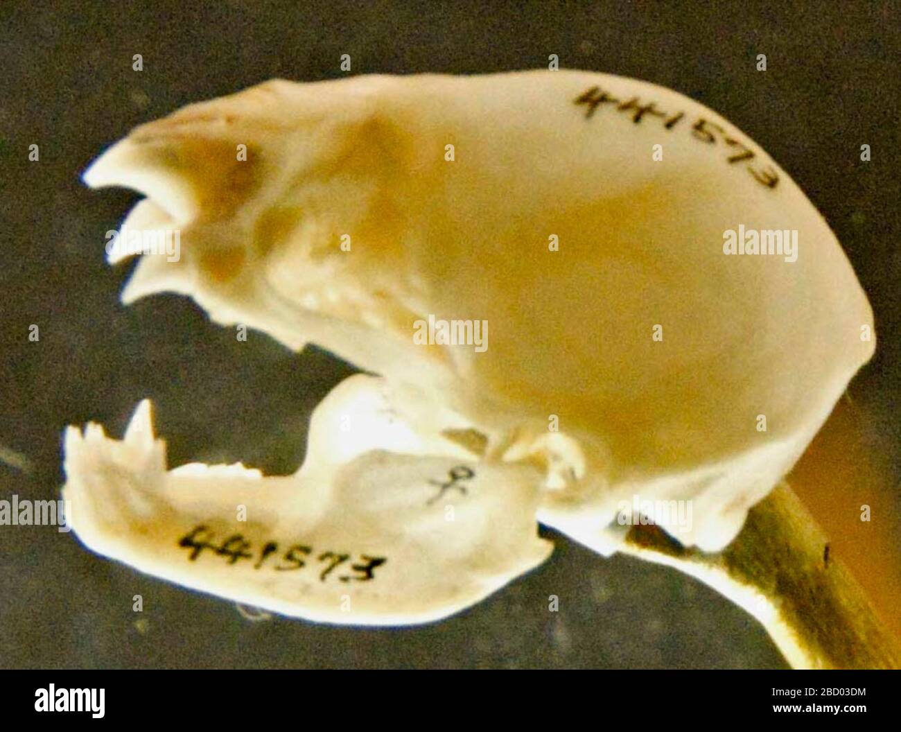 Desmodus hi-res stock photography and images - Alamy