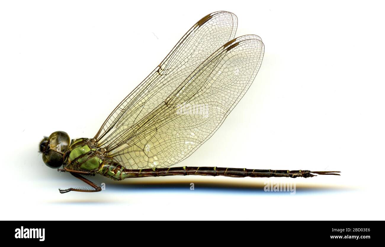 Triacanthagyna trifida hi-res stock photography and images - Alamy