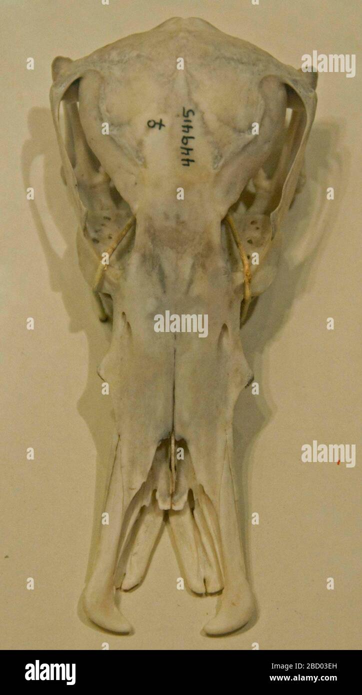 Ornithorhynchus anatinus australian hi-res stock photography and images ...