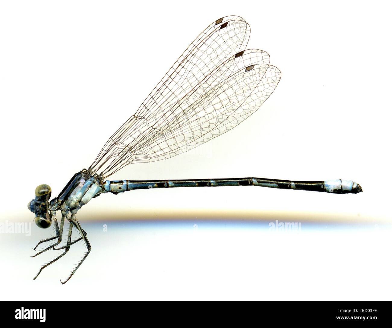 Argia alberta hi-res stock photography and images - Alamy