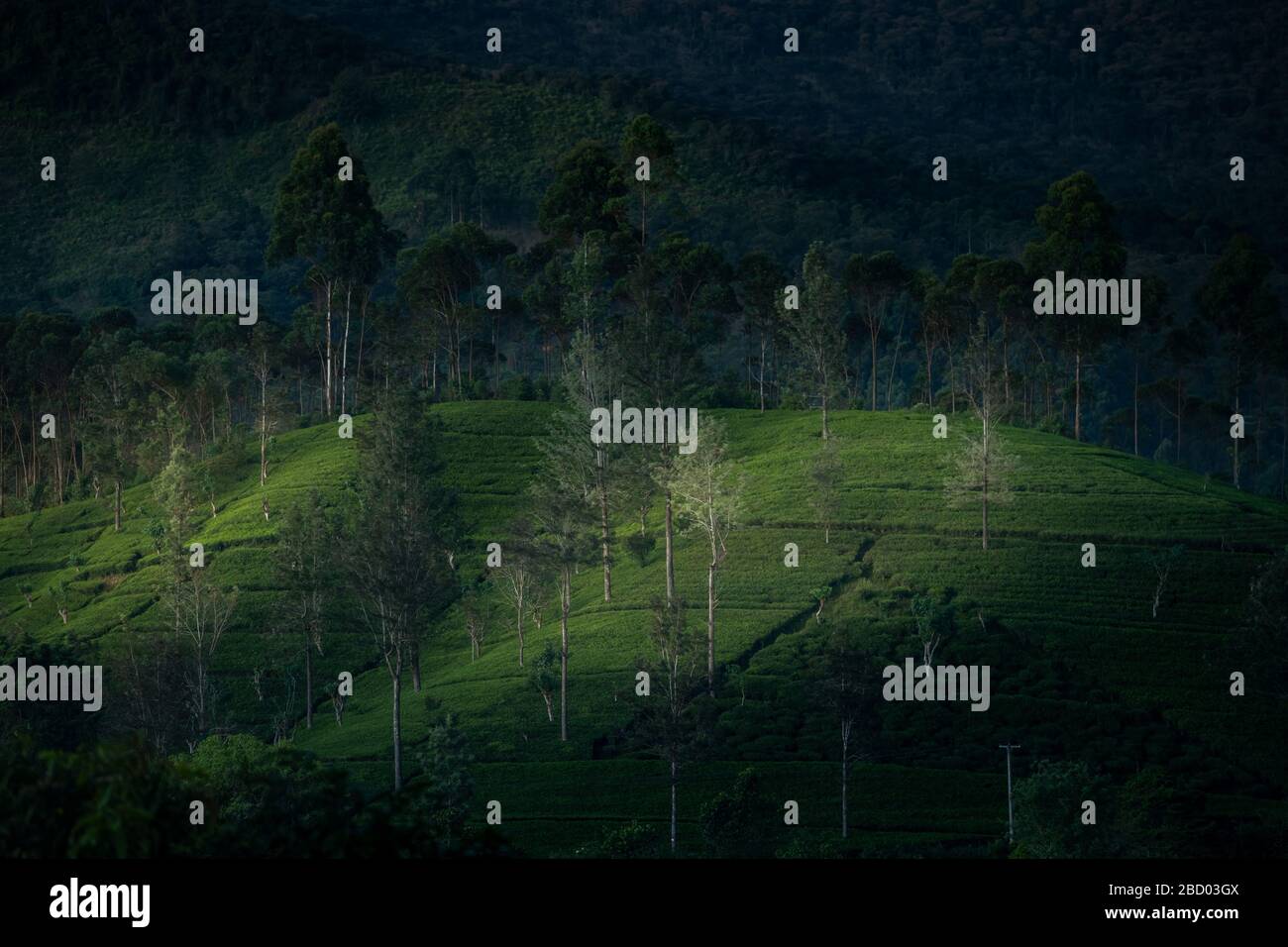 Maskeliya lake adams peak sri hi-res stock photography and images - Alamy