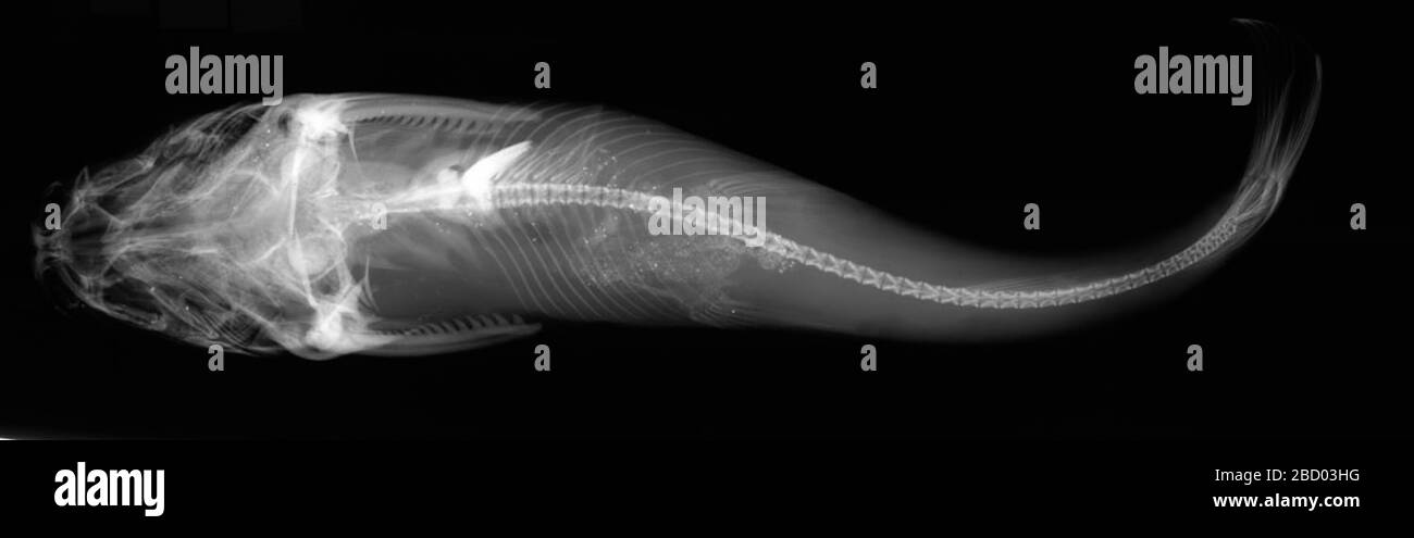 Arius hi-res stock photography and images - Alamy