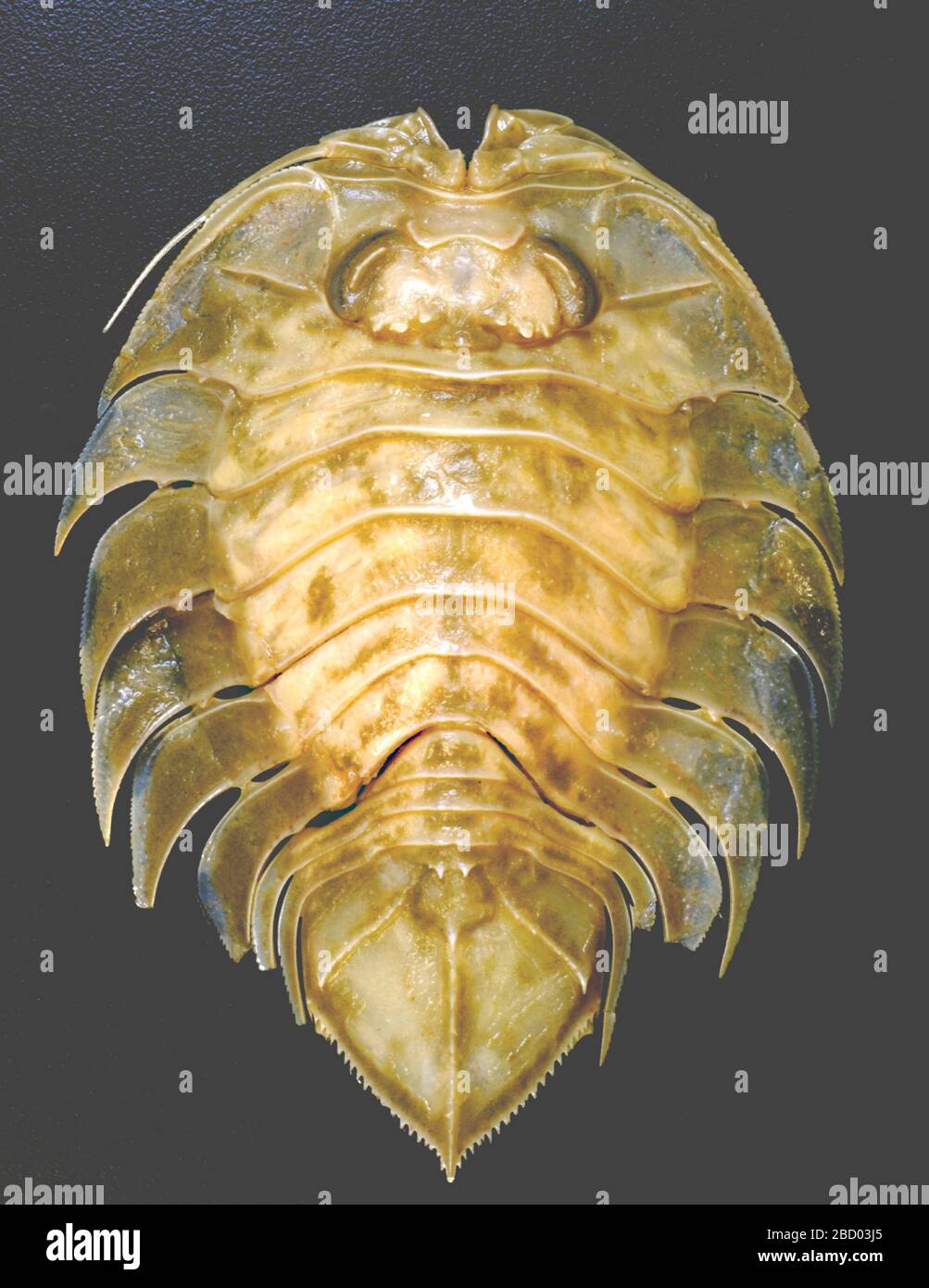 Antarctic isopod hi-res stock photography and images - Alamy
