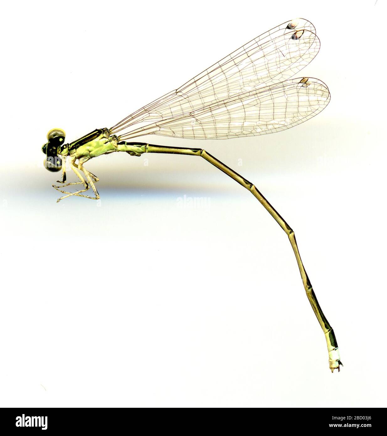 Ischnura prognata hi-res stock photography and images - Alamy