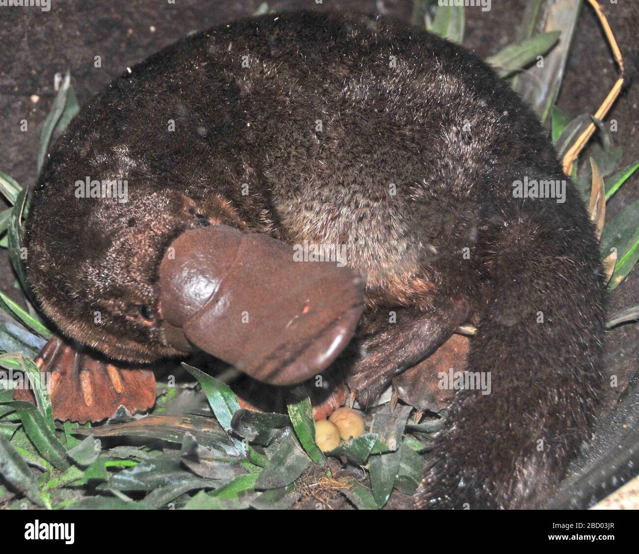 Ornithorhynchus anatinus. 19 Aug 20141 Ornithorhynchus anatinus Stock ...