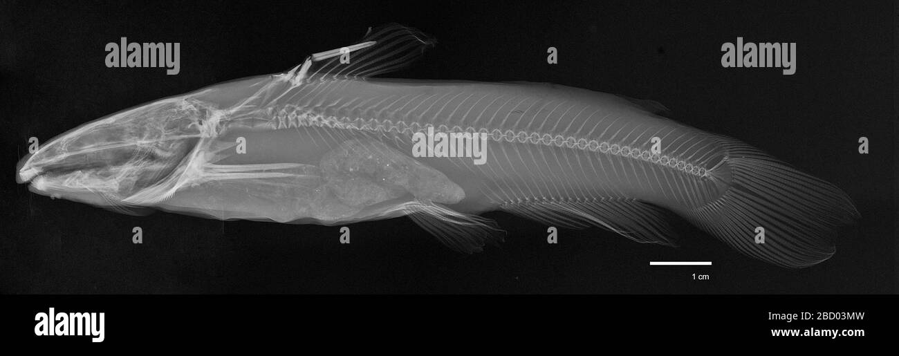 Jordan brown Black and White Stock Photos & Images - Alamy