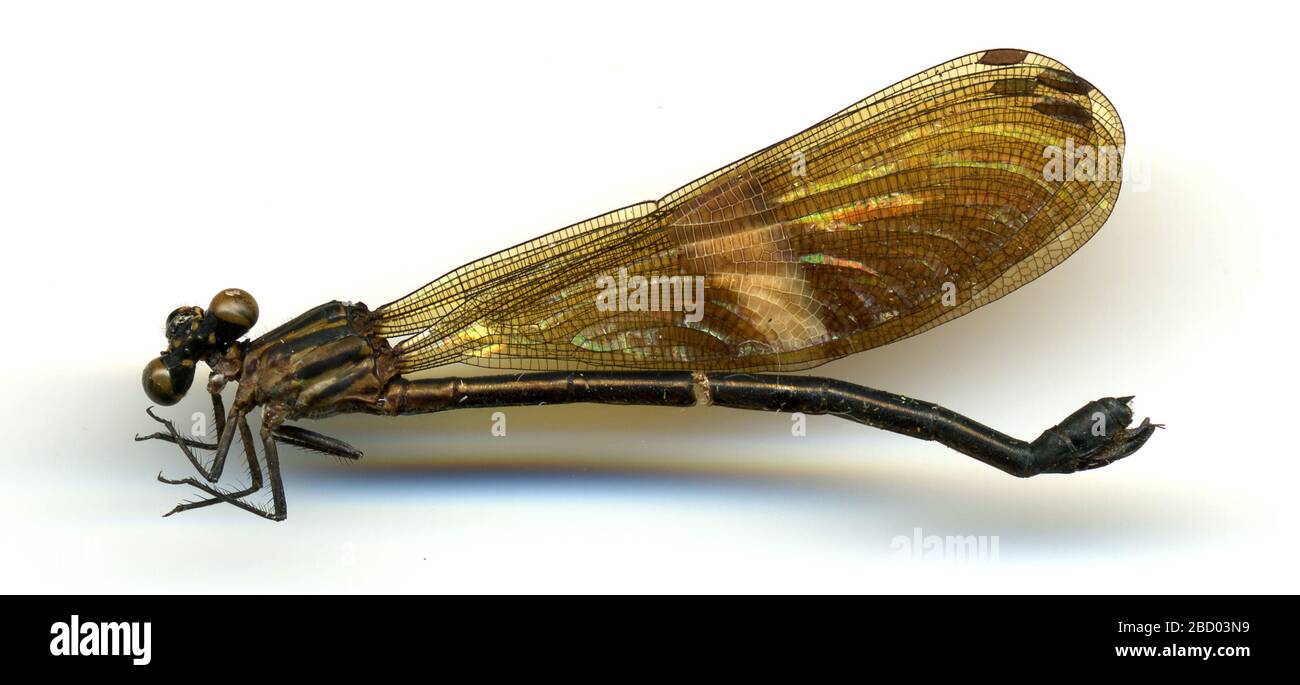 Polythore mutata hi-res stock photography and images - Alamy