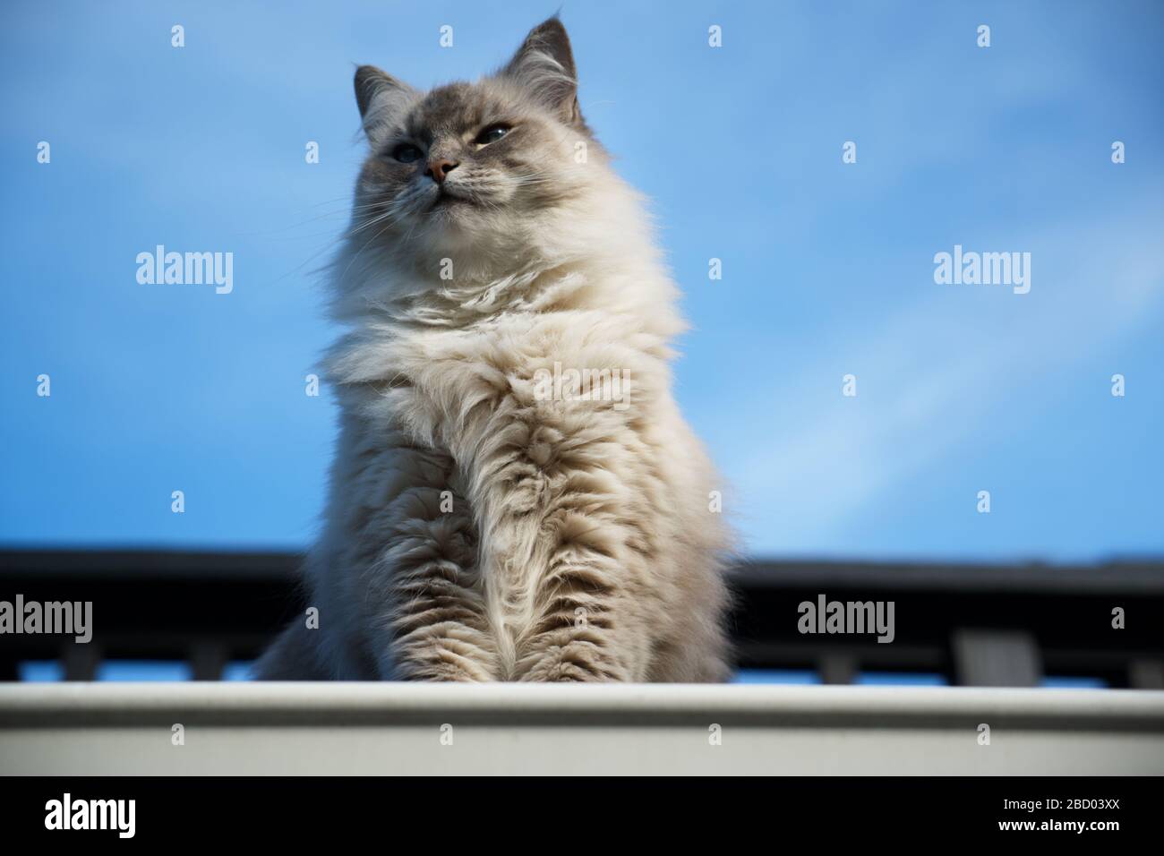 Pretty fluffy adult female lynx point cat sitting on the edge of a roof ...