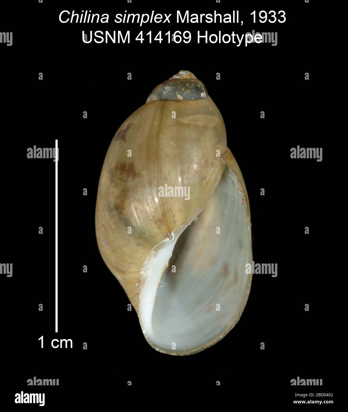 Chilina hi-res stock photography and images - Alamy