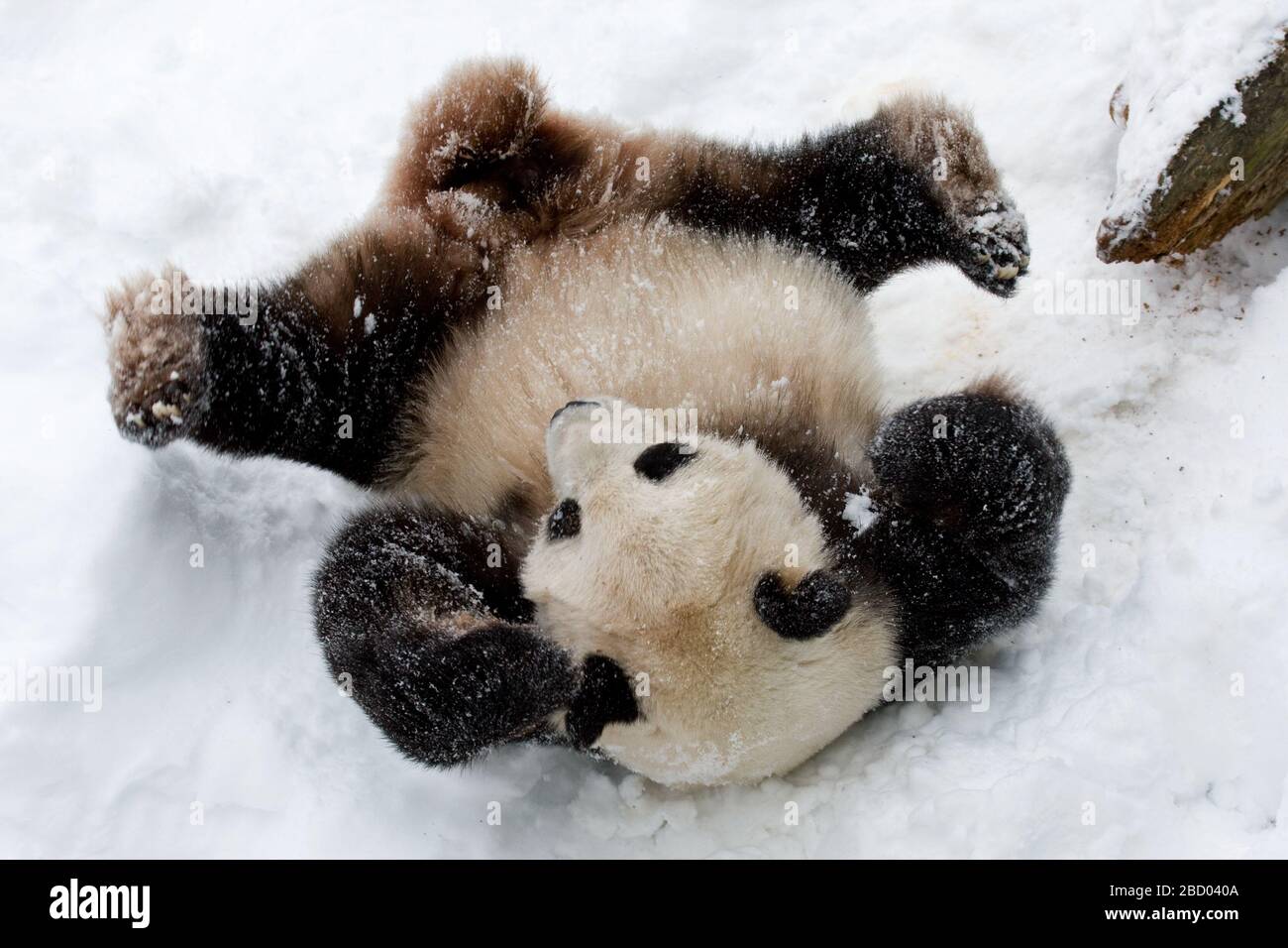 Giant Panda. Snow,Species: melanoleuca,Genus: Ailuropoda,Family ...