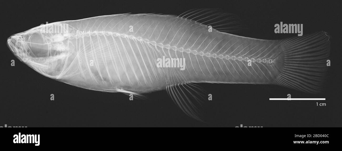 Annectens hi-res stock photography and images - Alamy