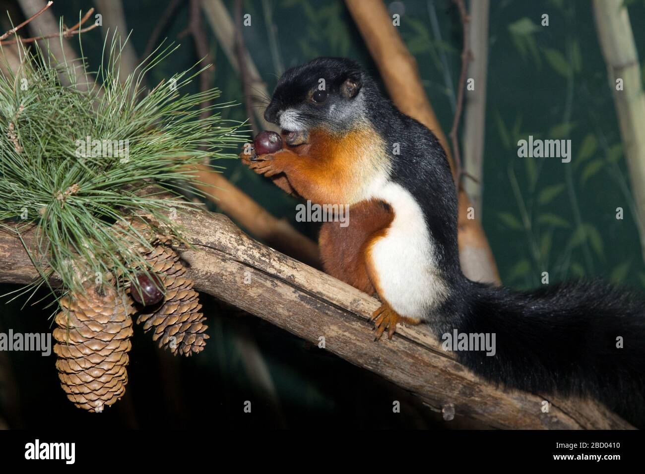 Prevosts Squirrel. Holiday,Species: prevostii,Genus: Callosciurus ...