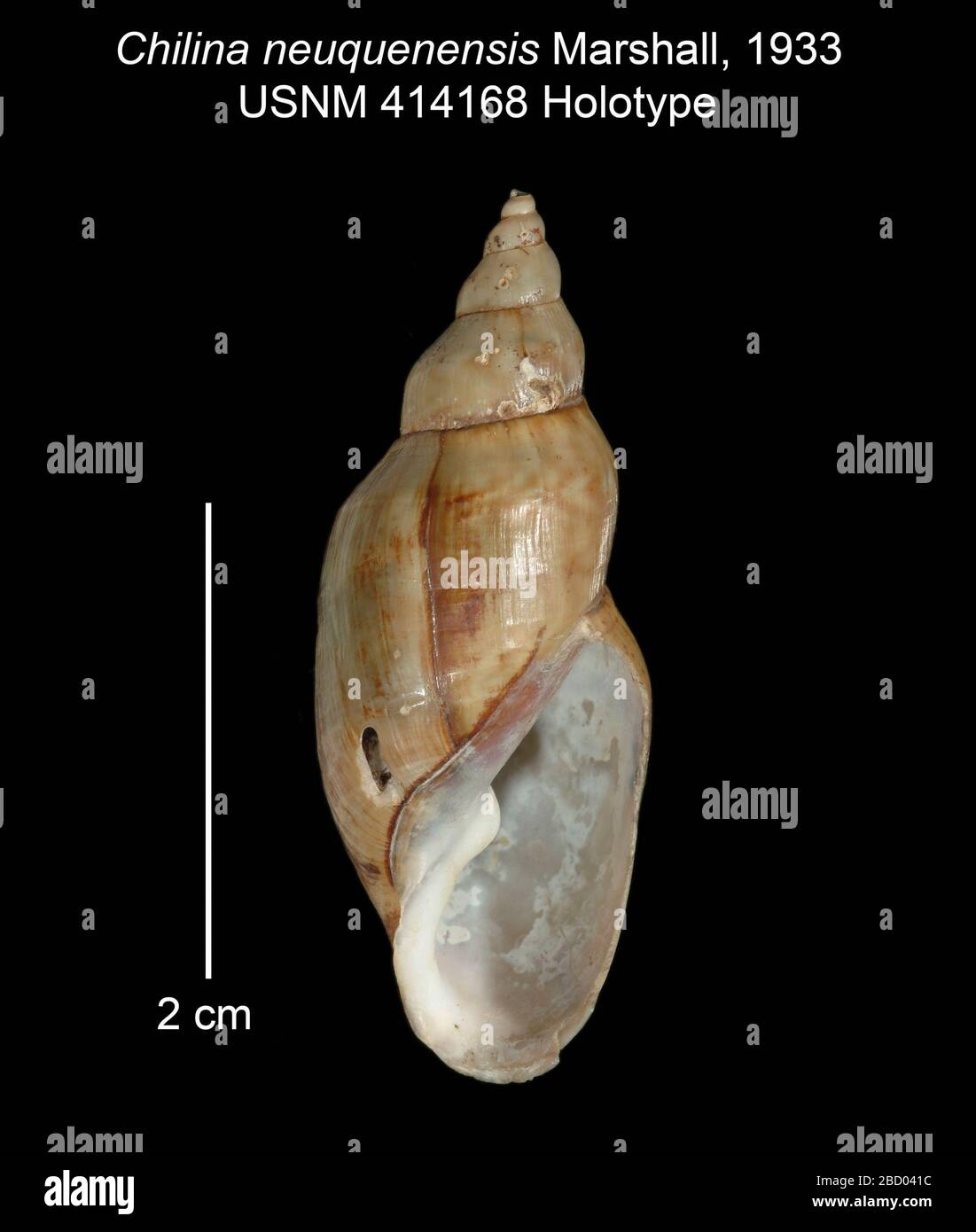 Chilina hi-res stock photography and images - Alamy