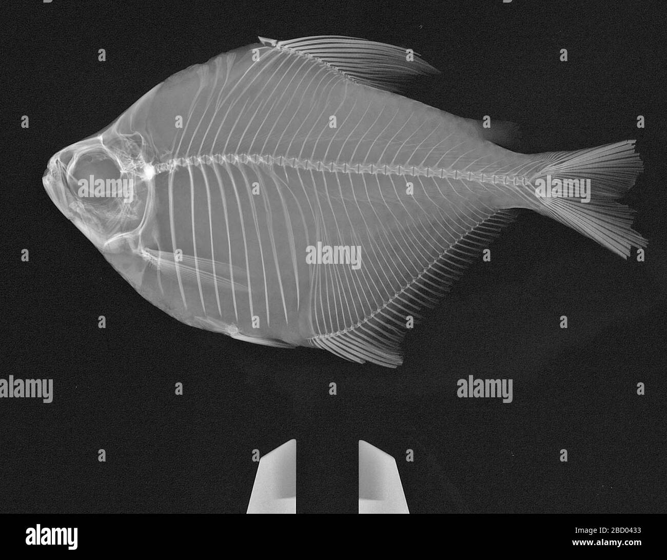 Poptella brevispina hi-res stock photography and images - Alamy