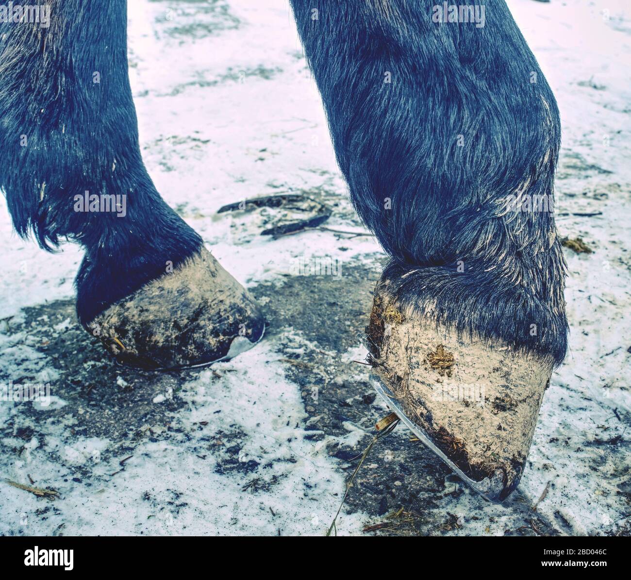 Mammal Horse Transport Ranch High Resolution Stock Photography and ...
