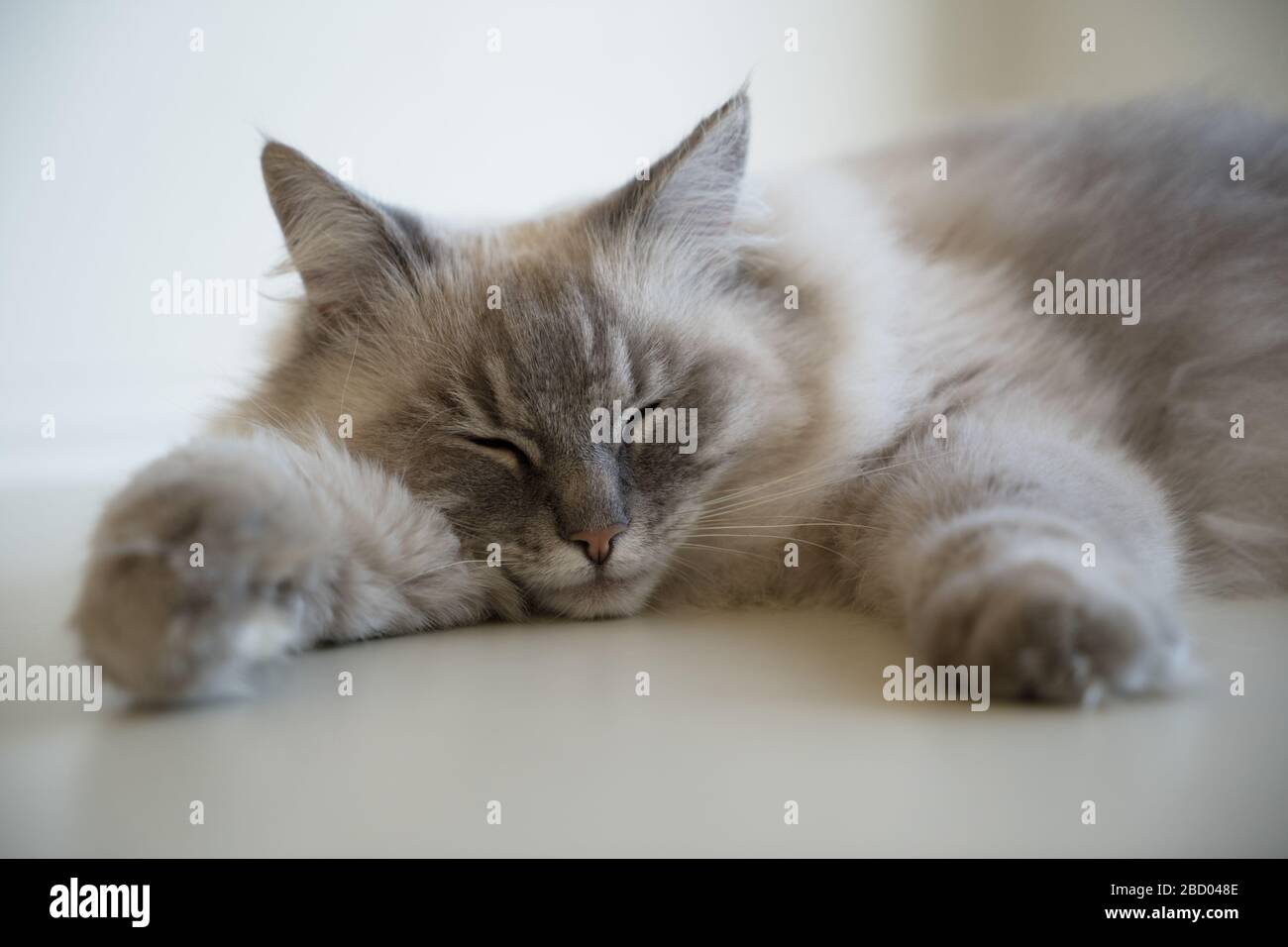 Cute pretty fluffy adult female lynx point ragdoll cat laying sprawled ...