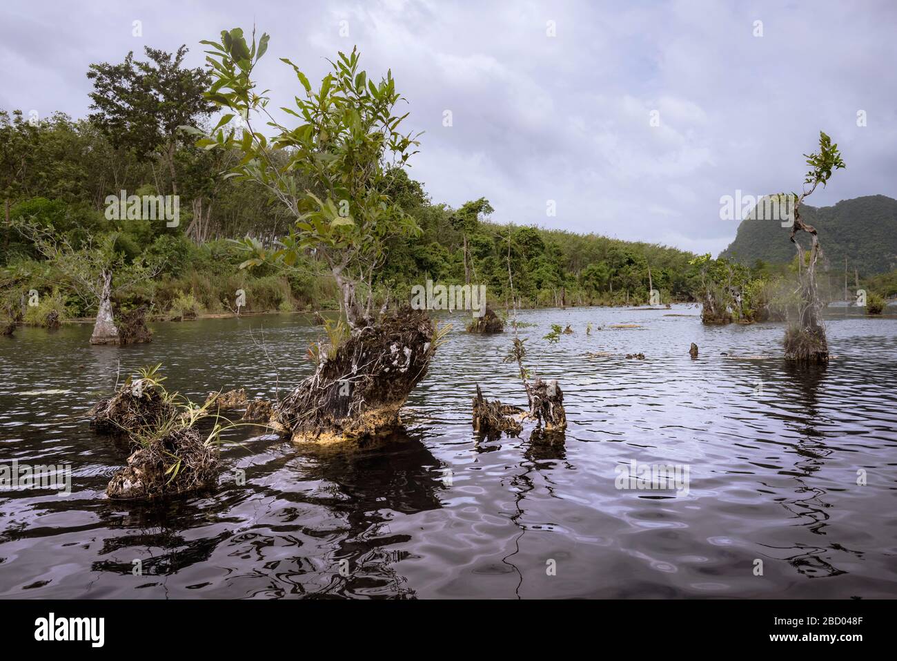 View of the bush in wetlands and reflection in the water Stock Photo ...