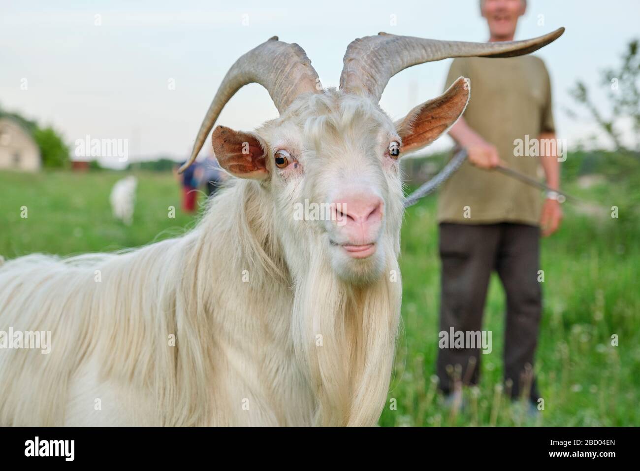 Cute Pic Of Male Goat