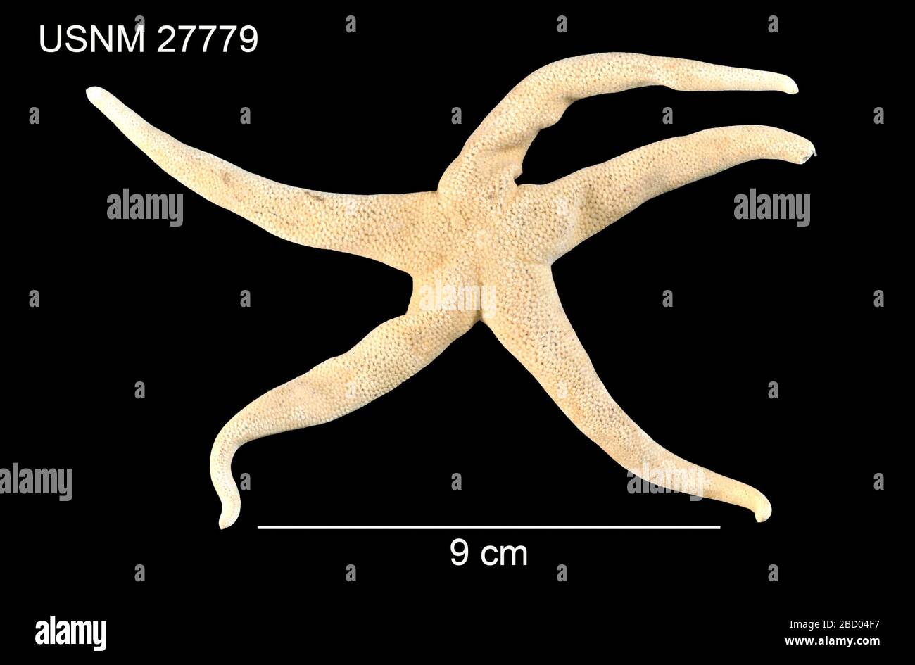 Leviuscula hi-res stock photography and images - Alamy